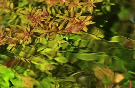 Aquarium Plants - Fish Laboratory