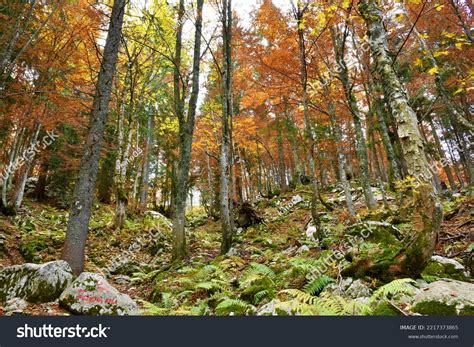 Temperate Deciduous Forest Biome