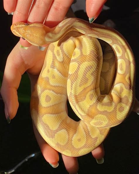 Banana Ball Python Ball Python Pet Snake Cute Reptiles