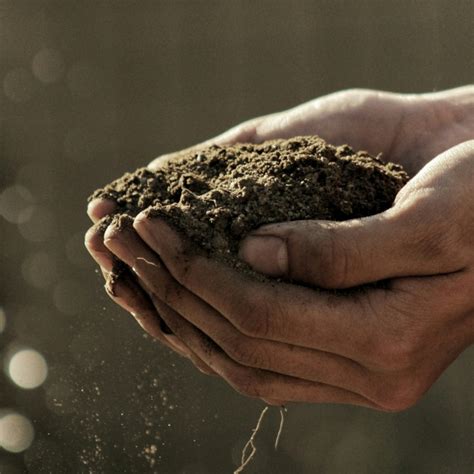 Unlock Soil Basics Elevate Your Garden S Potential
