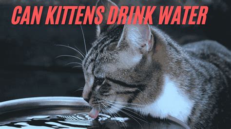 Can Kittens Drink Water A Comprehensive Guide Cat Biography