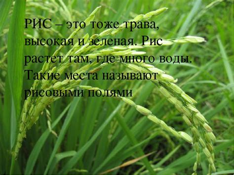 Презентация на тему Растения