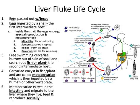 The Life Stages Of The Liver Fluke Explained
