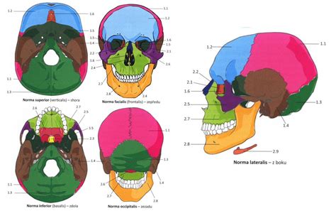 Cranium Diagram Quizlet