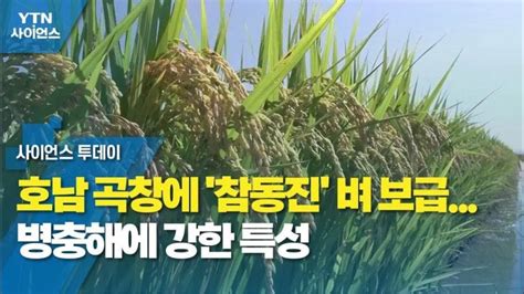 내년부터 우리 식탁에서 사라지는 쌀 품종 유머움짤이슈 에펨코리아