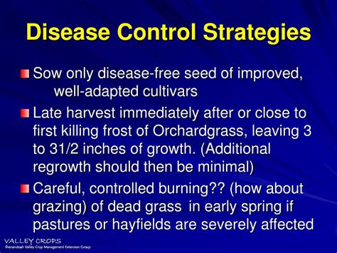 Ppt Diseases Of Orchardgrass Powerpoint Presentation Free Download