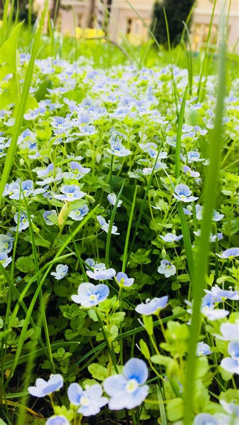 Красивые уличные цветы Herbs Herb Medicinal Plants