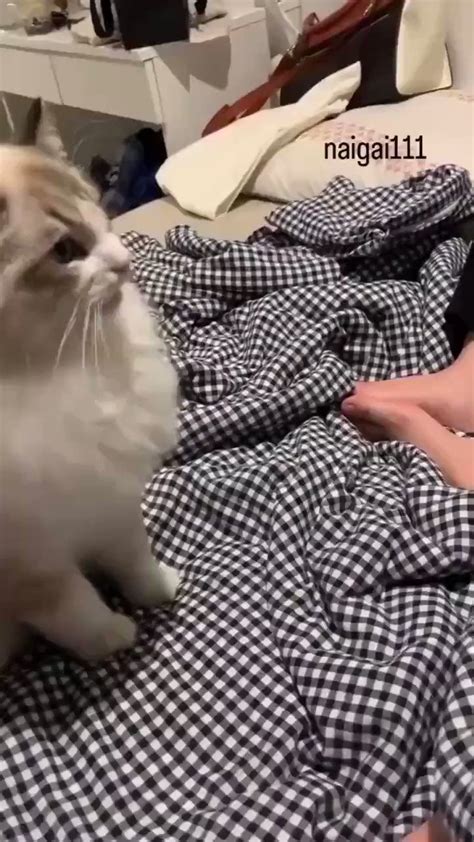 Cats Being Weird Little Guys On Twitter Teamwork