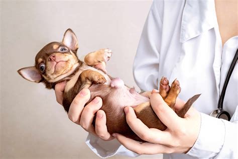 Are Umbilical Hernias Painful In Dogs