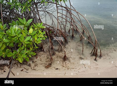 Red Mangrove Rhizophora Mangle Aerial Roots Quintana Roo Mexico