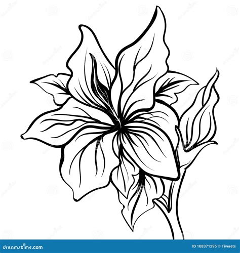 Lily Sketch Flower Lily Flower Hand Drawing Stock Vector Illustration Of Branch Bloom 108371295