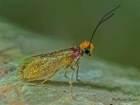 Micropterix Calthella