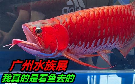 参观广州水族宠物展展会上的鱼和造景真好看 好奇发 好奇发 哔哩哔哩视频
