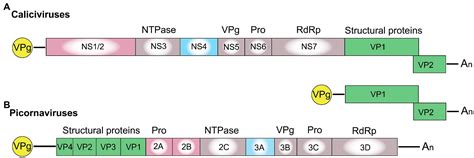Norwalk Virus Replication