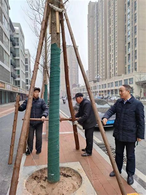 苗木中心精心管护行政大道绿化行道树 最新动态 陕西省宝鸡苗木培育中心陕西省苗木繁育中心 西部兰花生态园 西部兰花园 陕西苗木中心