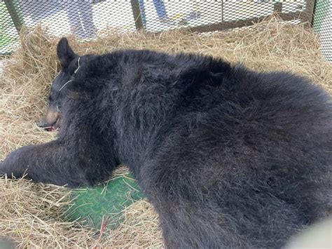 Reubican Ejemplar De Oso Negro A Su Hábitat Prensa Animal