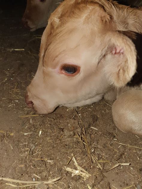 쌍둥이 송아지 후기 포텐 터짐 최신순 에펨코리아