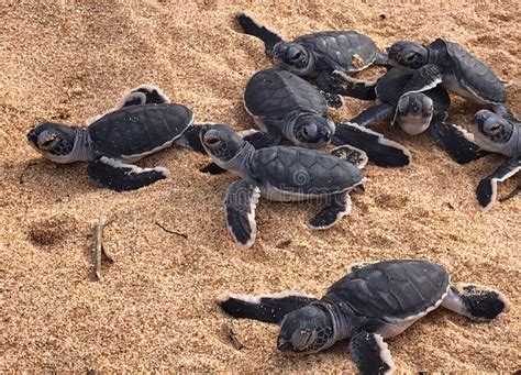 Baby Sea Turtles Walking To The Ocean Stock Photo Image Of Swell