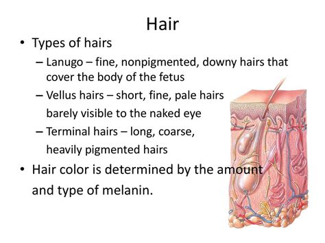 Sensory Receptors The Skin Contains Different Types Of Sensory