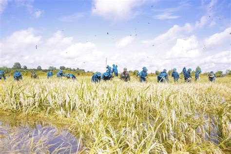 Long An Chủ Tịch Ubnd Huyện Ngâm Mình Giúp Dân Thu Hoạch Lúa Bị Ngập