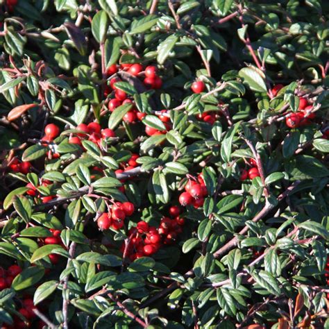 Lowfast Bearberry Cotoneaster Plants Express