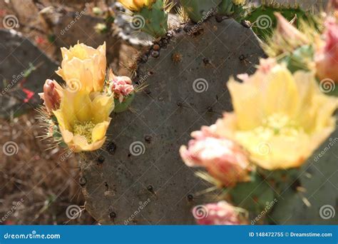Blooming Cactus Flowers Stock Image Image Of Blooming 148472755