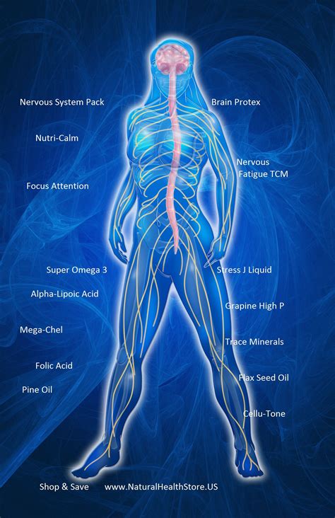 Neurological System