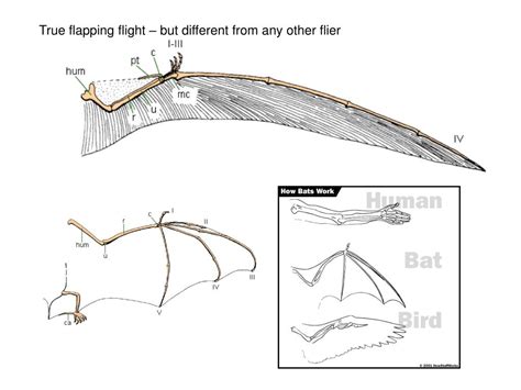 Ppt Synapsids Anapsids Diapsids Powerpoint Presentation Free