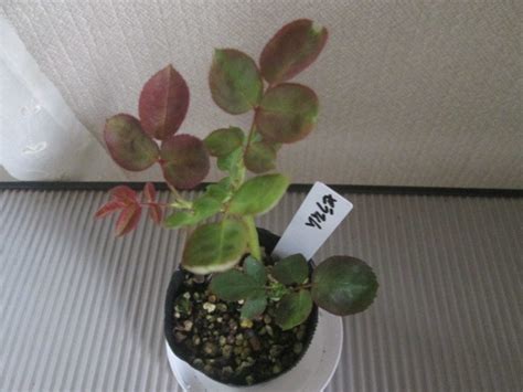 Yahooオークション セラフィム天使のバラ 天上界のような素敵な色