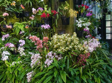 How To Grow Orchids Indoors World Of Flowering Plants Growing