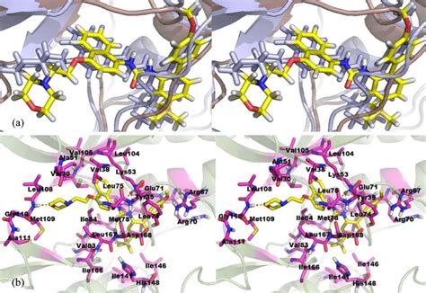 Stereo View Of Binding Mode Of Si Birb After Md Simulation A
