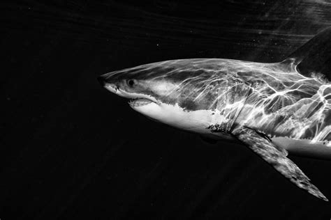 Incredible New Shark Species Discovered In Kentuckys Mammoth Cave