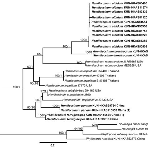 Maximum Likelihood Phylogenetic Tree Generated From Its Dataset