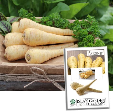 All American Parsnip Seeds 300 Heirloom Seeds Per Packet Non Gmo