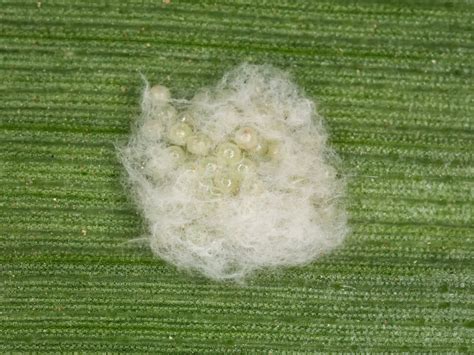 Plant Biotechnology Know Your Pest Fall Armyworm Croplife South Africa