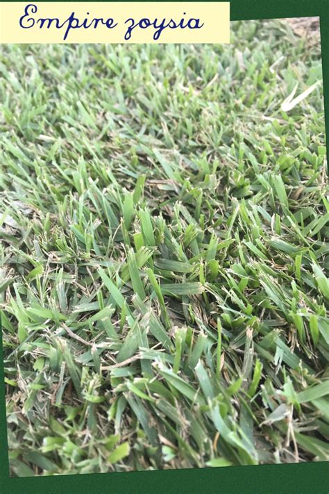Empire Zoysia Coastal Turf