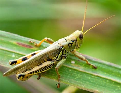 17 Types Of Grasshoppers Species Facts And Photos