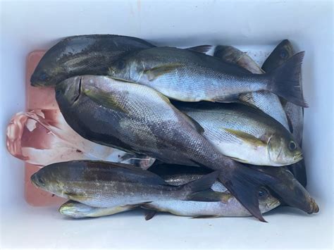 御五神のイサギ釣り バラシNo 3 Fishing Blog