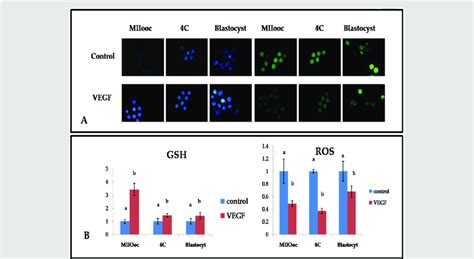 Epifluorescent Images Showing Glutathione Gsh And Reactive Oxygen