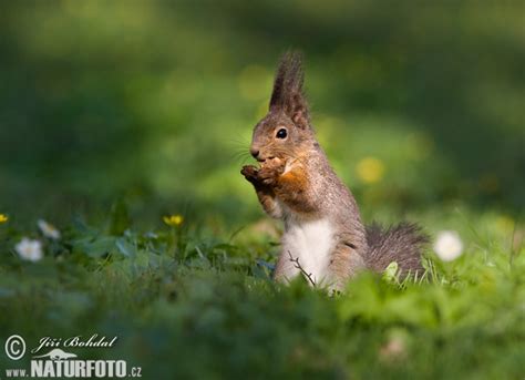 Sciurus Vulgaris Pictures Red Squirrel Images Nature Wildlife Photos