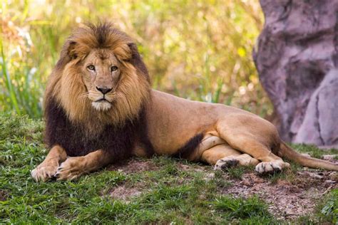 The Lion King Animator Aaron Blaise Creates Wonderful Tribute To