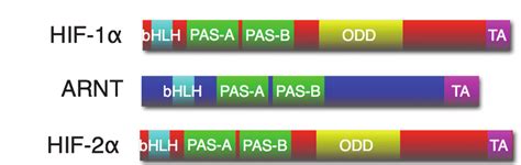 Schematic representation of HIF 1α ARNT and HIF 2α HIF 1α possesses