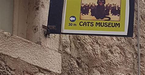 You Guys Like Cats Maybe You Should Check Out The Cat Museum In Kotor