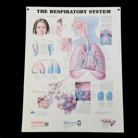The Respiratory System Chart Models Anatomical Vintage 2002 Medical