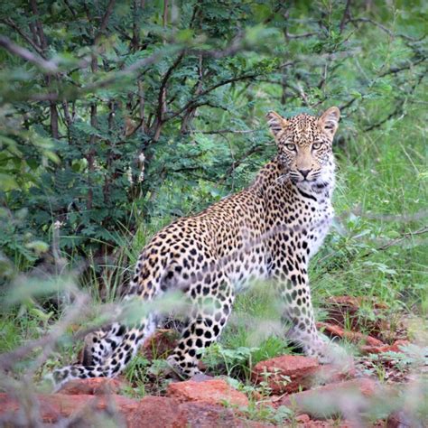 Leopard Project