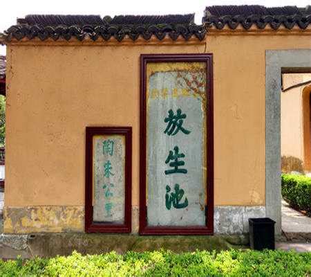 为什么放生黑鱼最好 为何放生会有如此巨大的功德福报 湖北放生协会