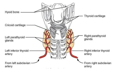 What Does Not Occur In Exophthalmic Goitre A Protrusion Of Eyes B