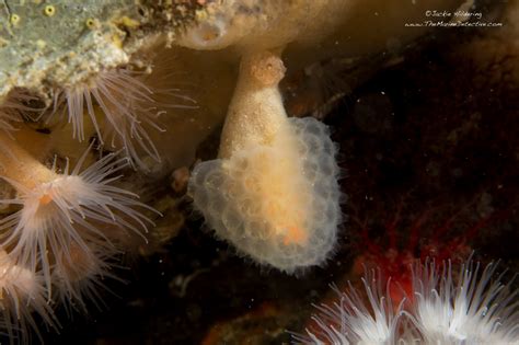 Tunicates The Marine Detective