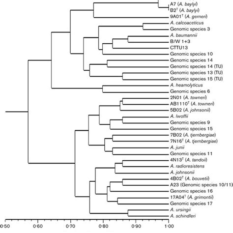 Dendrogram Generated From Biolog Data Using The Upgma Algorithm As