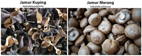 Peran Jamur Dalam Kehidupan Idschool